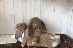 Furotab 10 mg Tabletten für Hunde und Katzen - Möhren sind orange