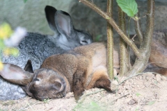 Furotab 10 mg Tabletten für Hunde und Katzen - Möhren sind orange