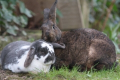 Furotab 10 mg Tabletten für Hunde und Katzen - Möhren sind orange
