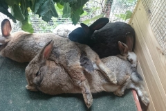 Furotab 10 mg Tabletten für Hunde und Katzen - Möhren sind orange