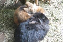 Furotab 10 mg Tabletten für Hunde und Katzen - Möhren sind orange