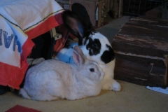 Furotab 10 mg Tabletten für Hunde und Katzen - Möhren sind orange