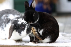 Furotab 10 mg Tabletten für Hunde und Katzen - Möhren sind orange