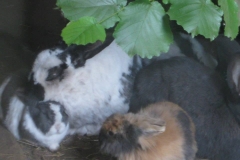 Furotab 10 mg Tabletten für Hunde und Katzen - Möhren sind orange