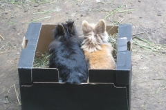 Furotab 10 mg Tabletten für Hunde und Katzen - Möhren sind orange