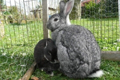 Furotab 10 mg Tabletten für Hunde und Katzen - Möhren sind orange