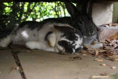 Furotab 10 mg Tabletten für Hunde und Katzen - Möhren sind orange