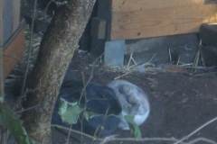 Furotab 10 mg Tabletten für Hunde und Katzen - Möhren sind orange