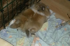 Furotab 10 mg Tabletten für Hunde und Katzen - Möhren sind orange