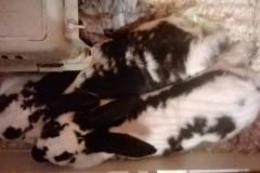 Furotab 10 mg Tabletten für Hunde und Katzen - Möhren sind orange