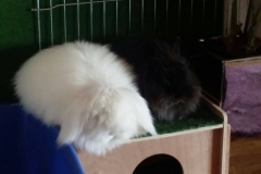 Furotab 10 mg Tabletten für Hunde und Katzen - Möhren sind orange