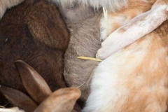 Kaninchenapotheke - Möhren sind orange