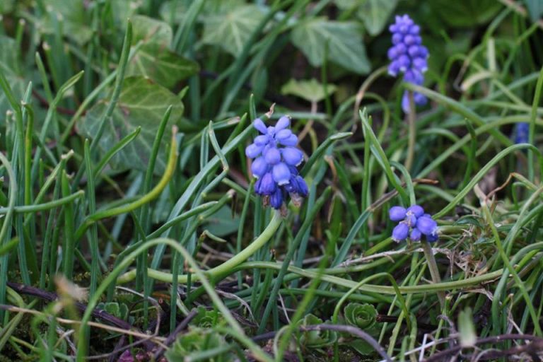Pflanzen und Kräuter | Möhren sind orange